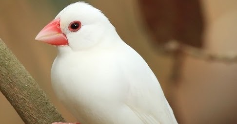 Mengenal Lebih Dekat Burung Gelatik Putih (White Java Sparrow) - Burung ...