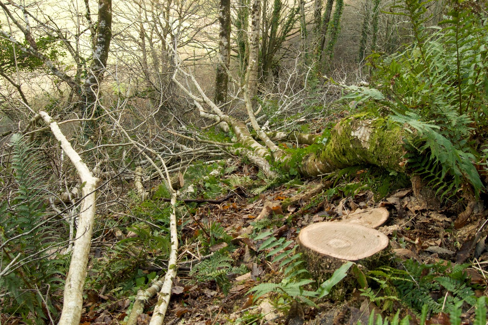 Coppice! - resilience