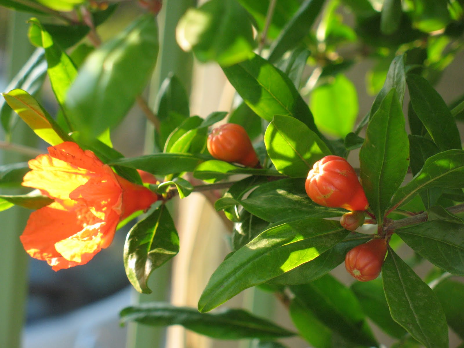 Jurnal de gradina: Flori de rodiu