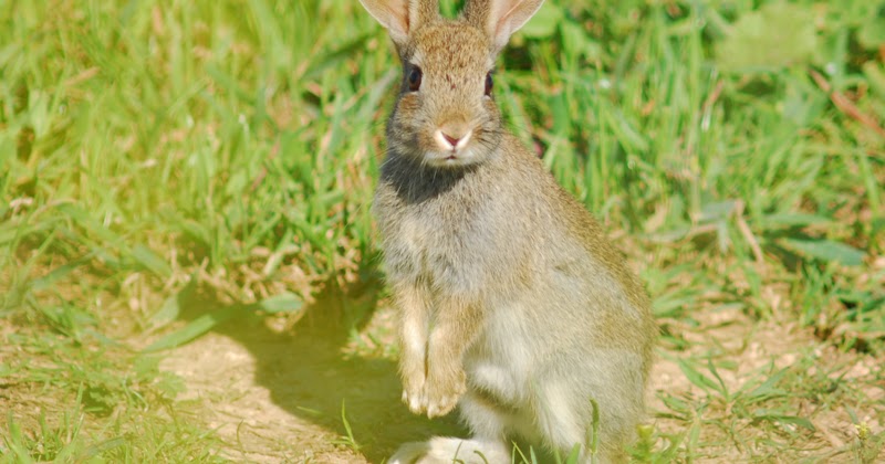 Birding Canarias: El conejo