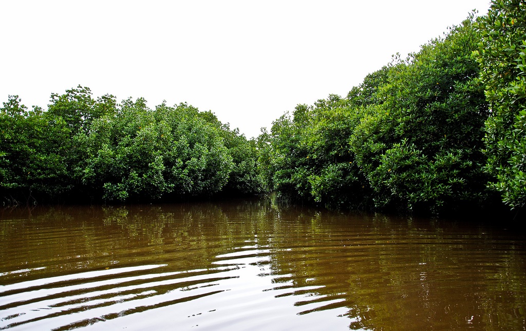 Tamilnadu Tourism: PICHAVARAM