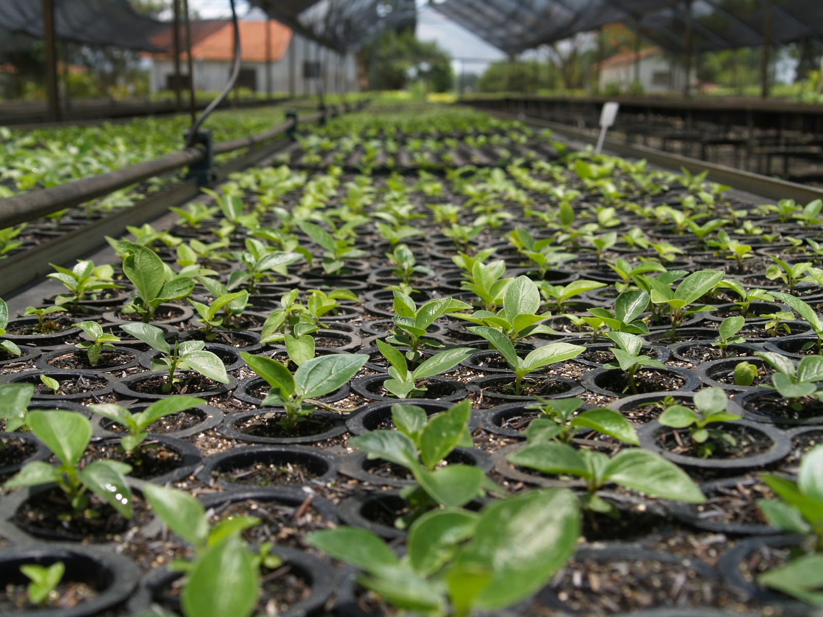 Chasing the Sun: Restoring the Mata Atlantica