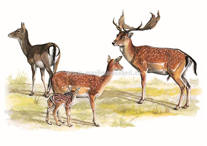 ANIMALE: CERBUL LOPATAR