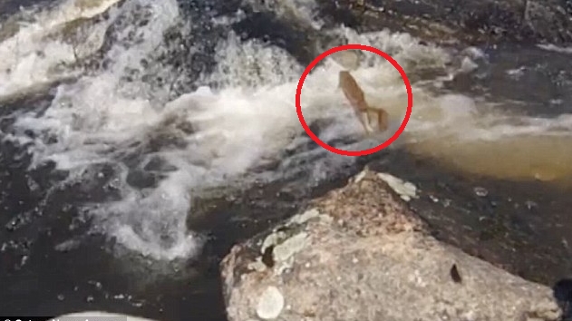 White Wolf : Heroic Paddle Boarder Rescues Stranded Squirrel From ...
