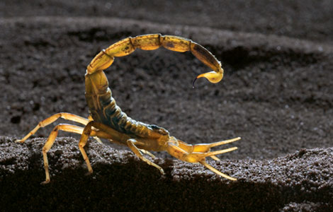 Deathstalker Most Dangerous Scorpion In The World | The Wildlife