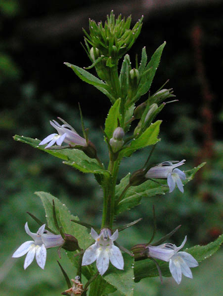 Materia Medica Homeopatica: LOBELIA INFLATA (Tabaco Indio)