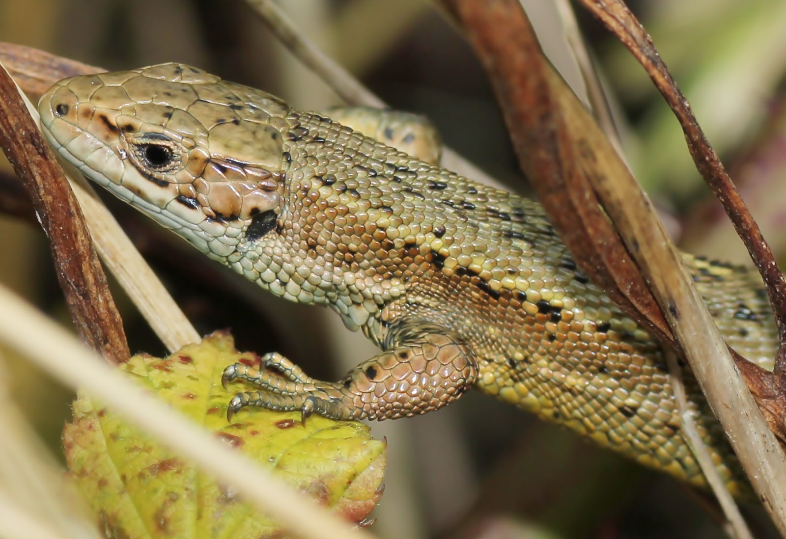 Steve's Birding And Wildlife Blog.: September 2012