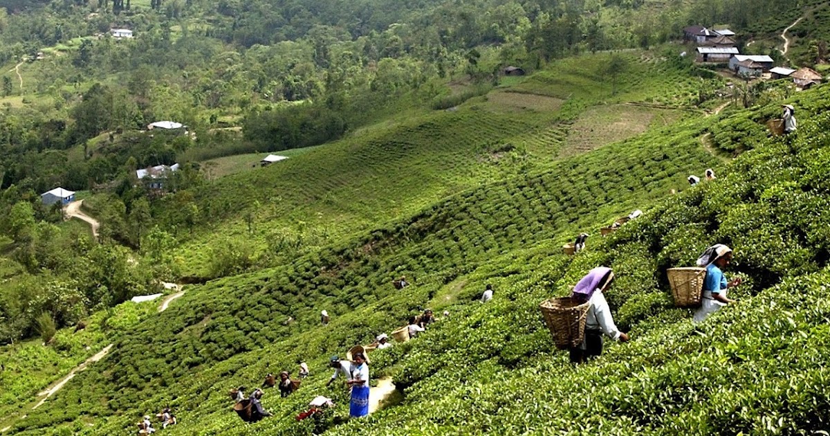 Ilam, The Tea Garden Of Nepal