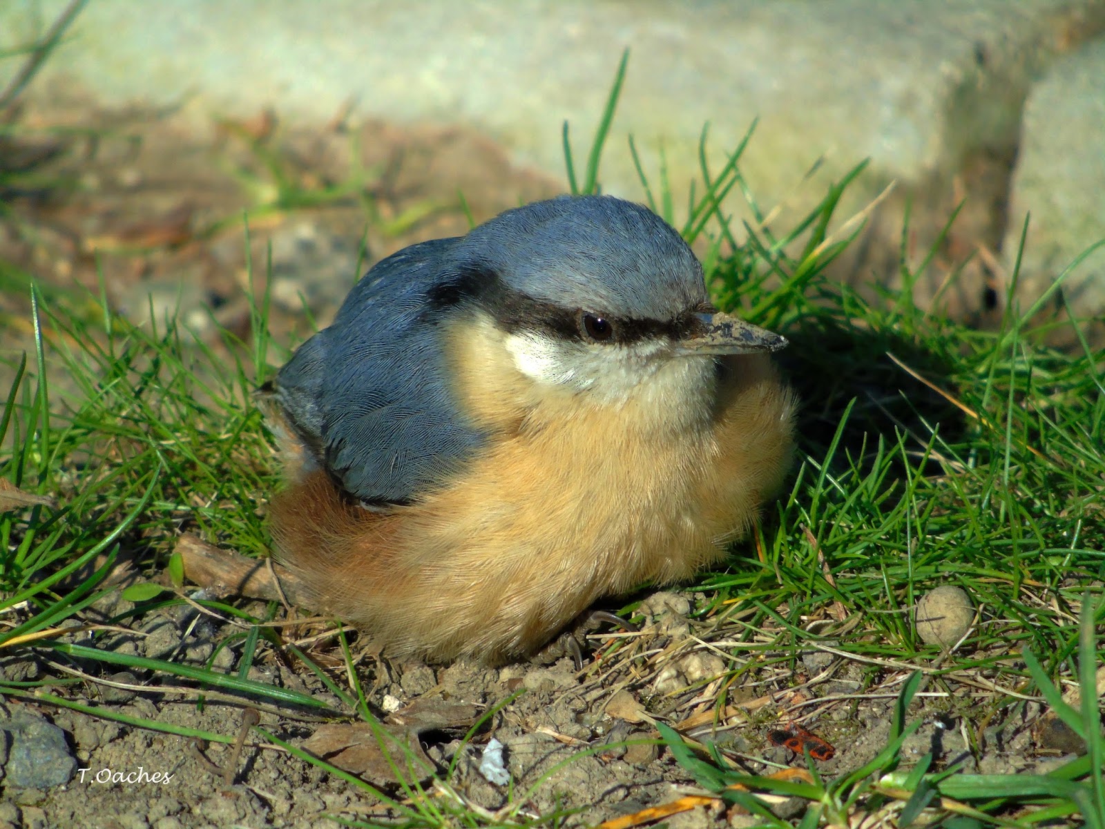 PASARI DIN ROMANIA: TICLEAN, Sitta europea