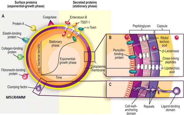 Libroos Médicos: Artículo: Estafilococo
