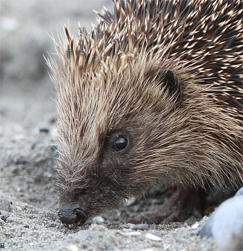 Murfs Wildlife : June 2012