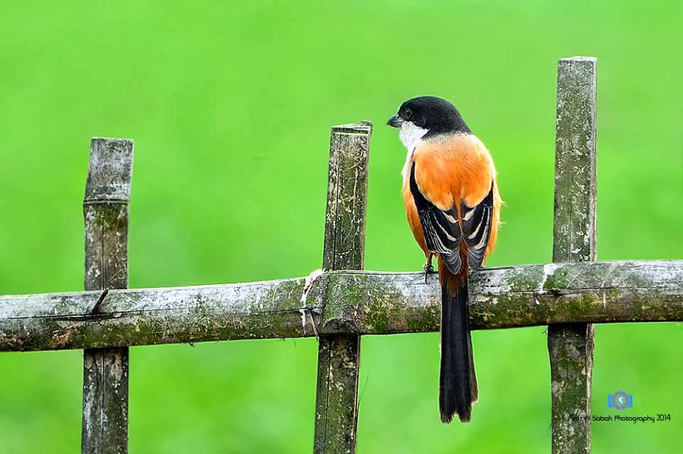 প্রাণকাকলি: ল্যাঞ্জা লাটোরা বাংলাদেশের সুলভ আবাসিক পাখি