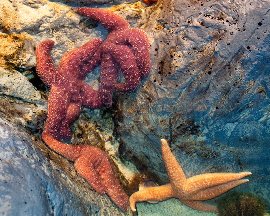 Pacific Science Center Life Sciences: How Are Our Sea Stars Doing?