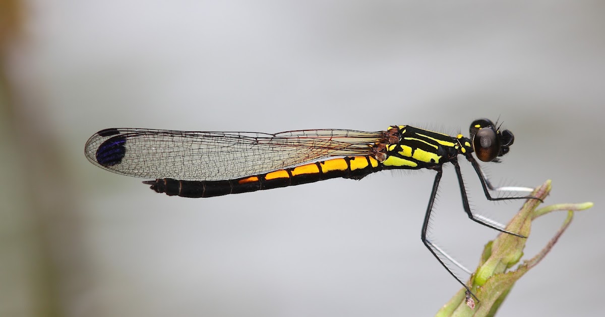 Dragonflies & damselflies of Thailand: 30. Libellago lineata lineata ...