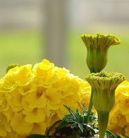 Vriksha Nursery: The Secret code of flowers: a "Valentine DAY" special