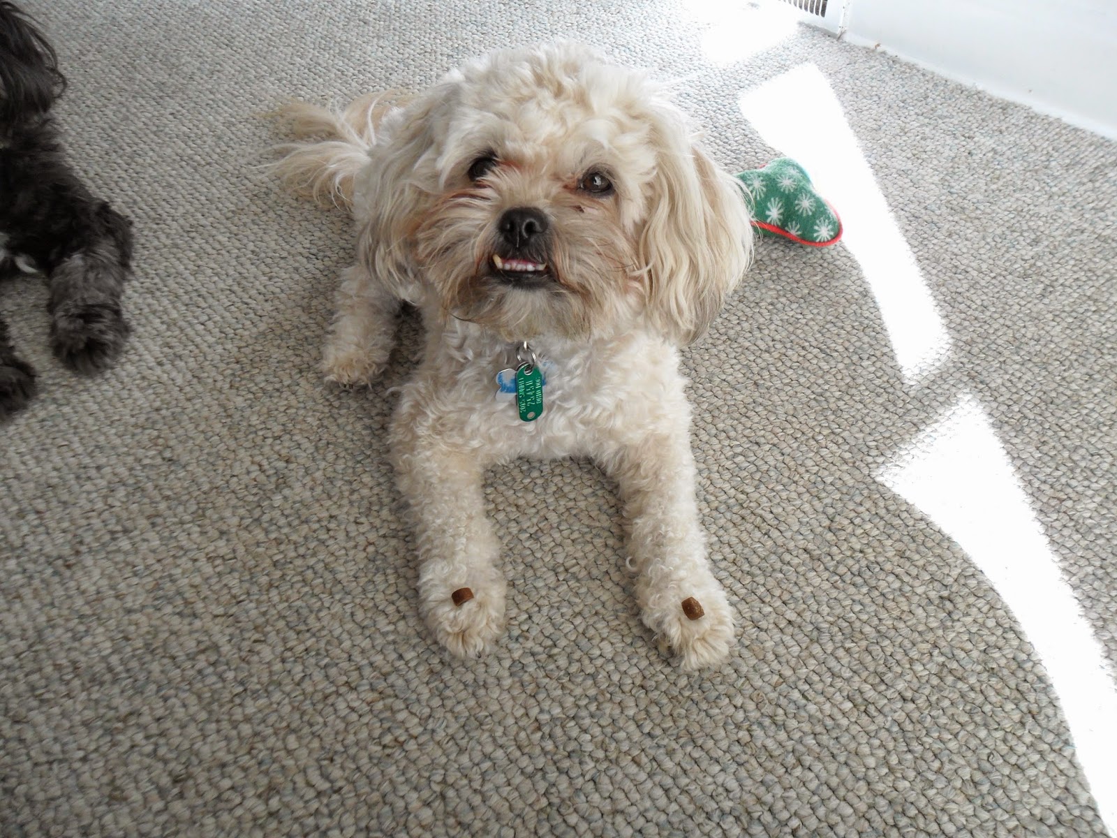 Inspired by Mocha: Training your dog to “leave it”.