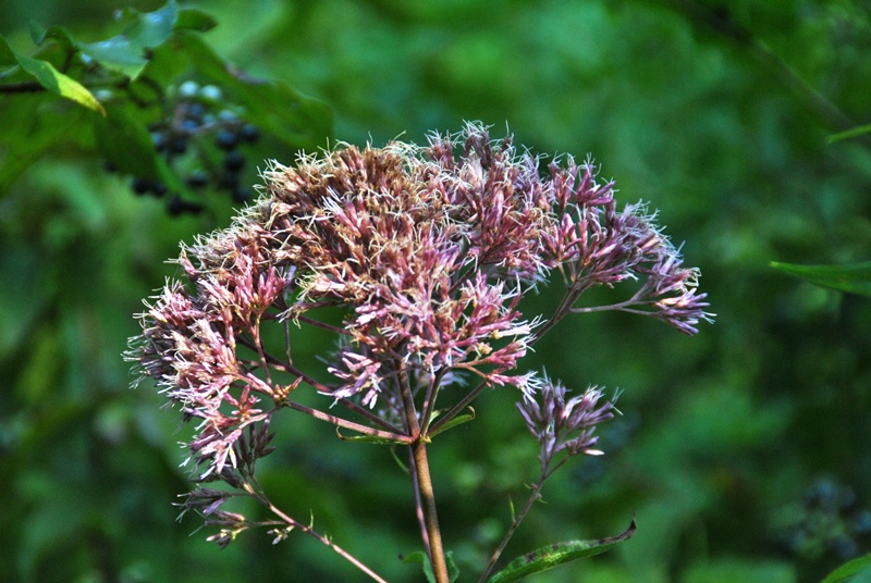 Southeastern PA Hiking: Horse-Shoe Trail - Great Valley Nature Center ...