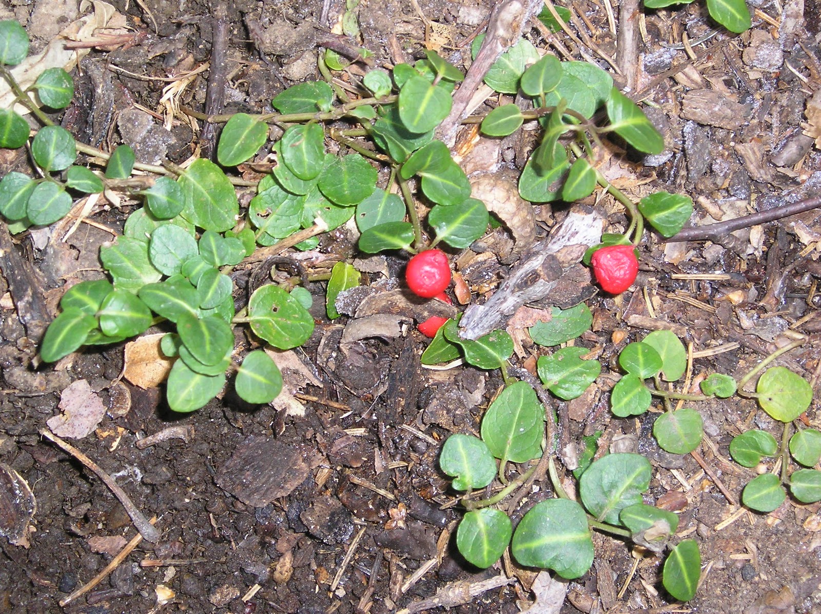 Franklin County (PA) Gardeners: Plants with Winter Interest - Part 1 ...