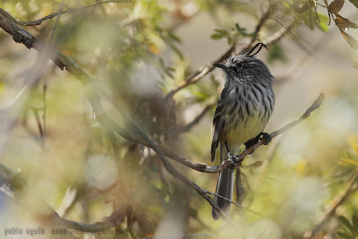 mis fotos de aves: Anairetes parulus Cachudito Pico Negro Tufted Tit-tyrant