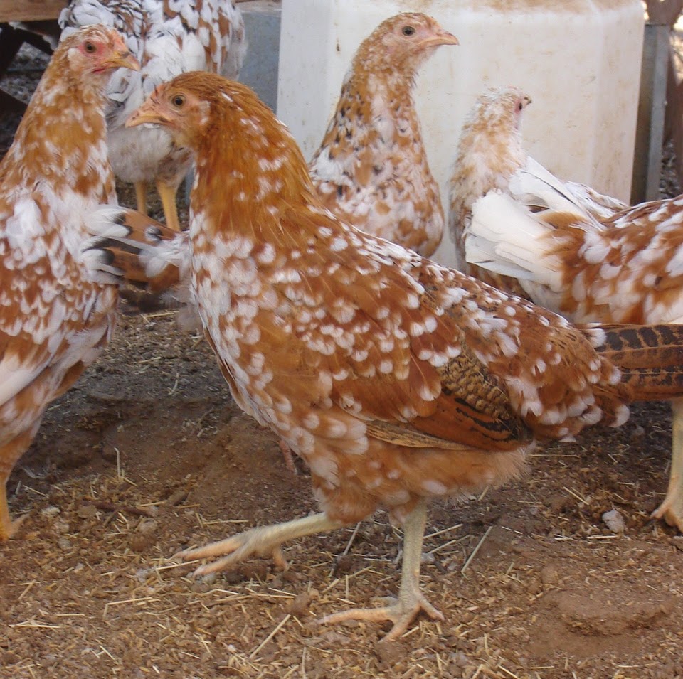 Aloha Chickens: A Peek Into the Future