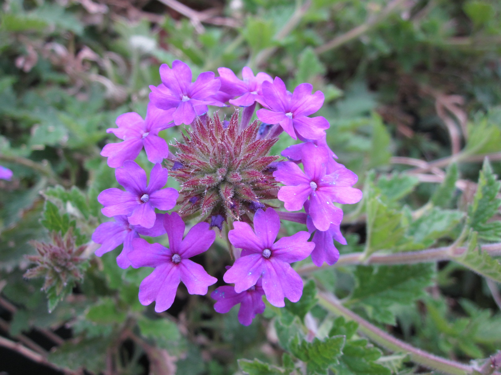 Lisa Bonassin's Garden: Homestead Purple Verbena March 9, 2013
