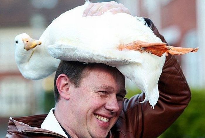 BLOG ESCOMBRISMO: Esto es TRAER EL PATO EN LA CABEZA