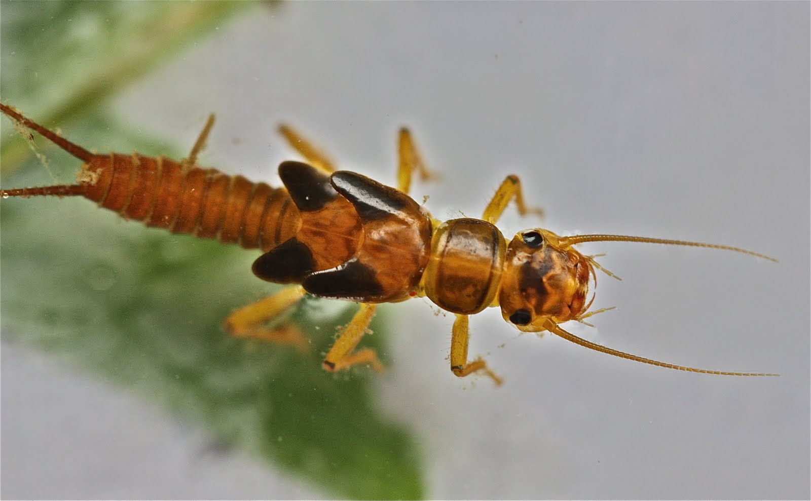 Aquatic Insects of Central Virginia: A Quick Look at Some Streams: the ...