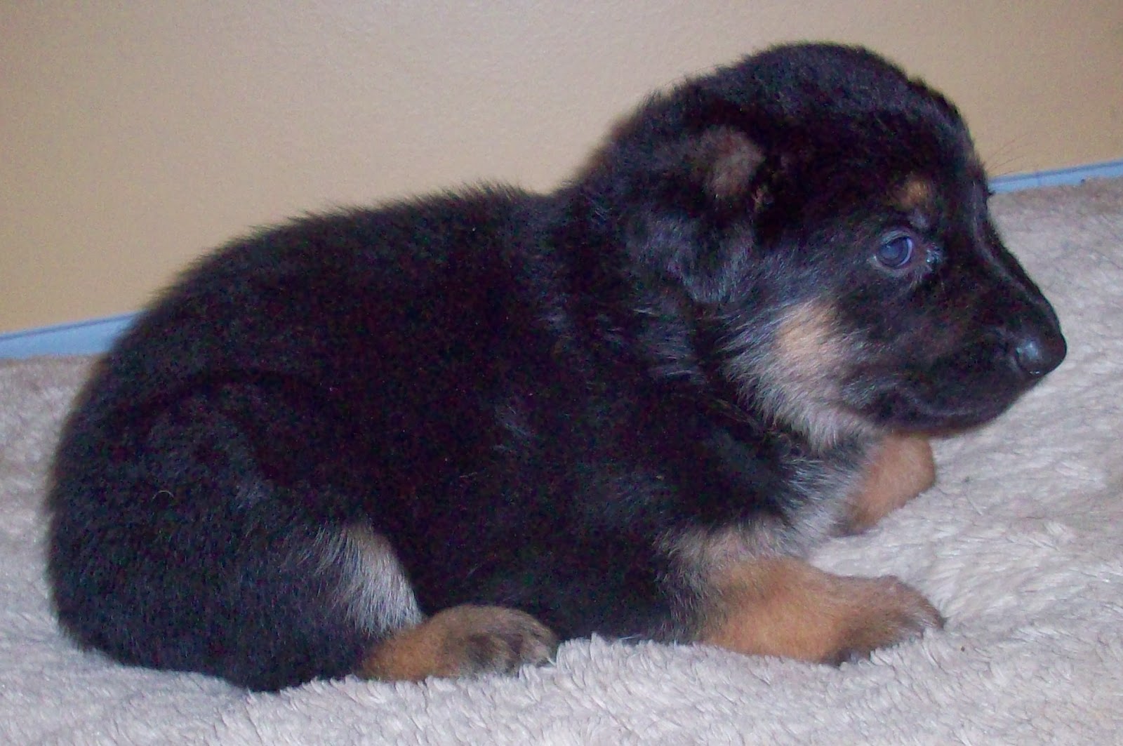 Smiling German Shepherds: Four Weeks Old