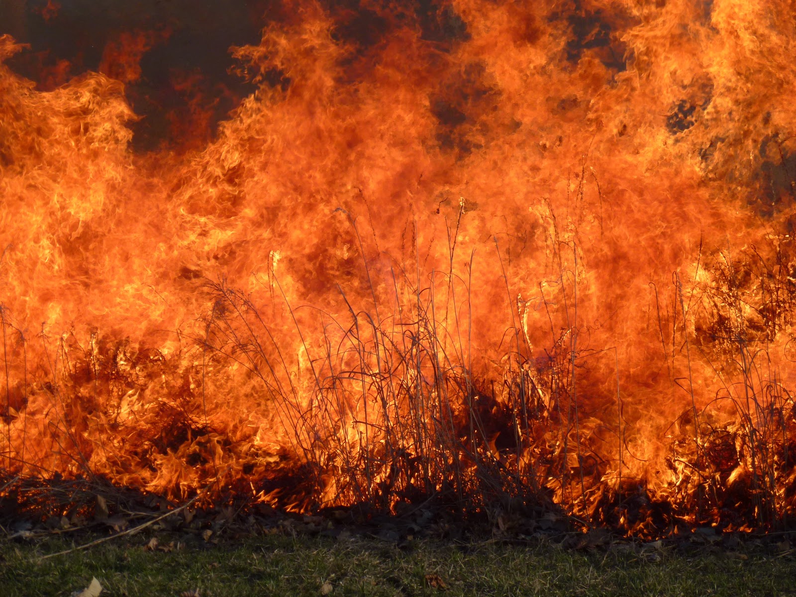 Serving in Nauvoo: Prairie Grass Fire