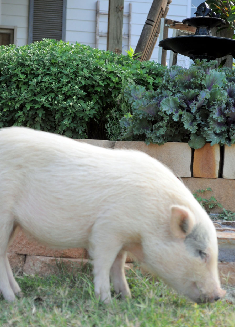 LaurieAnna's Vintage Home: Featured Farmhouse October, Farmhouse Friday #9