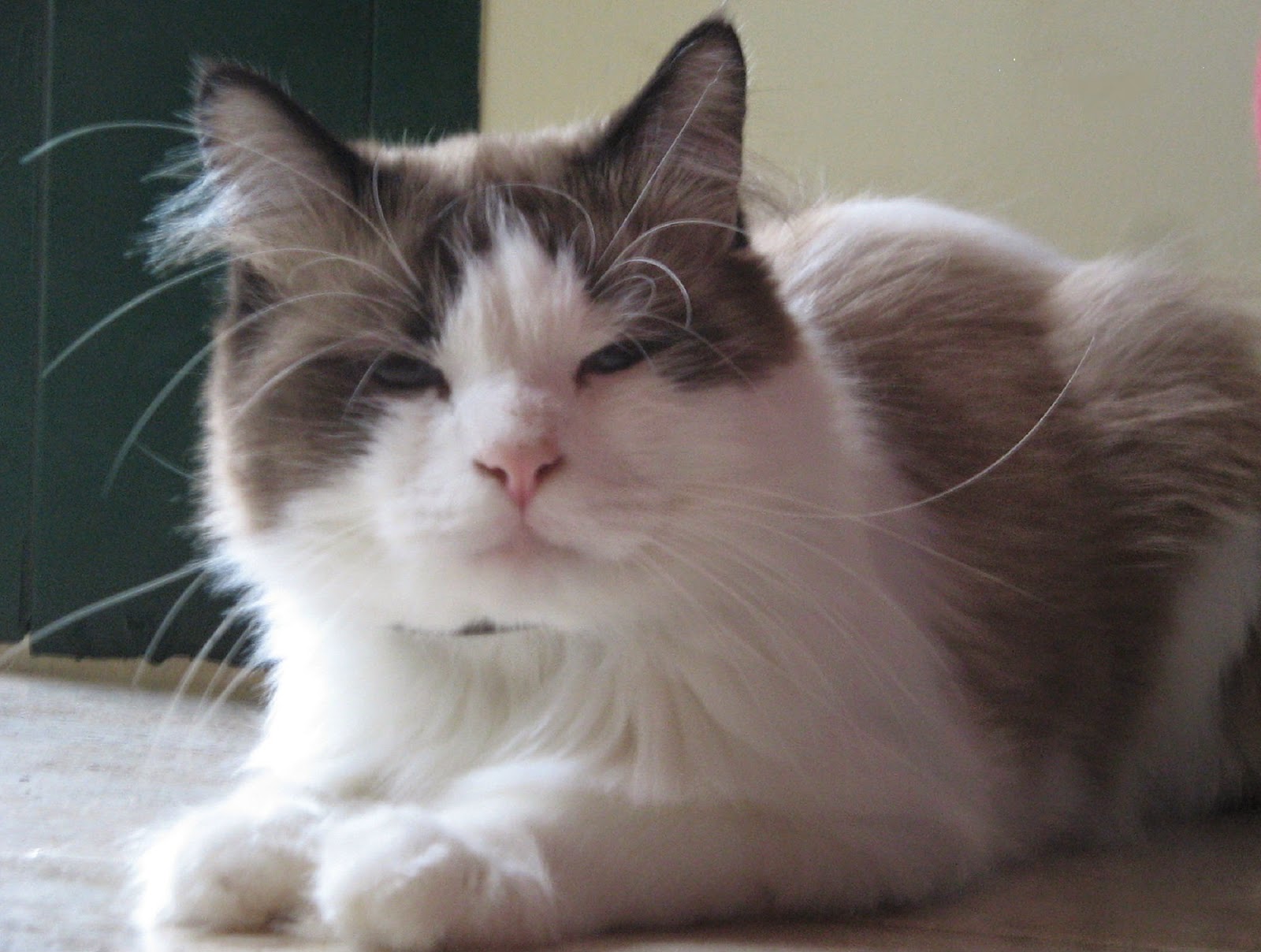 Gatos y gatitos angora: Rasgos fisicos de los gatos angora