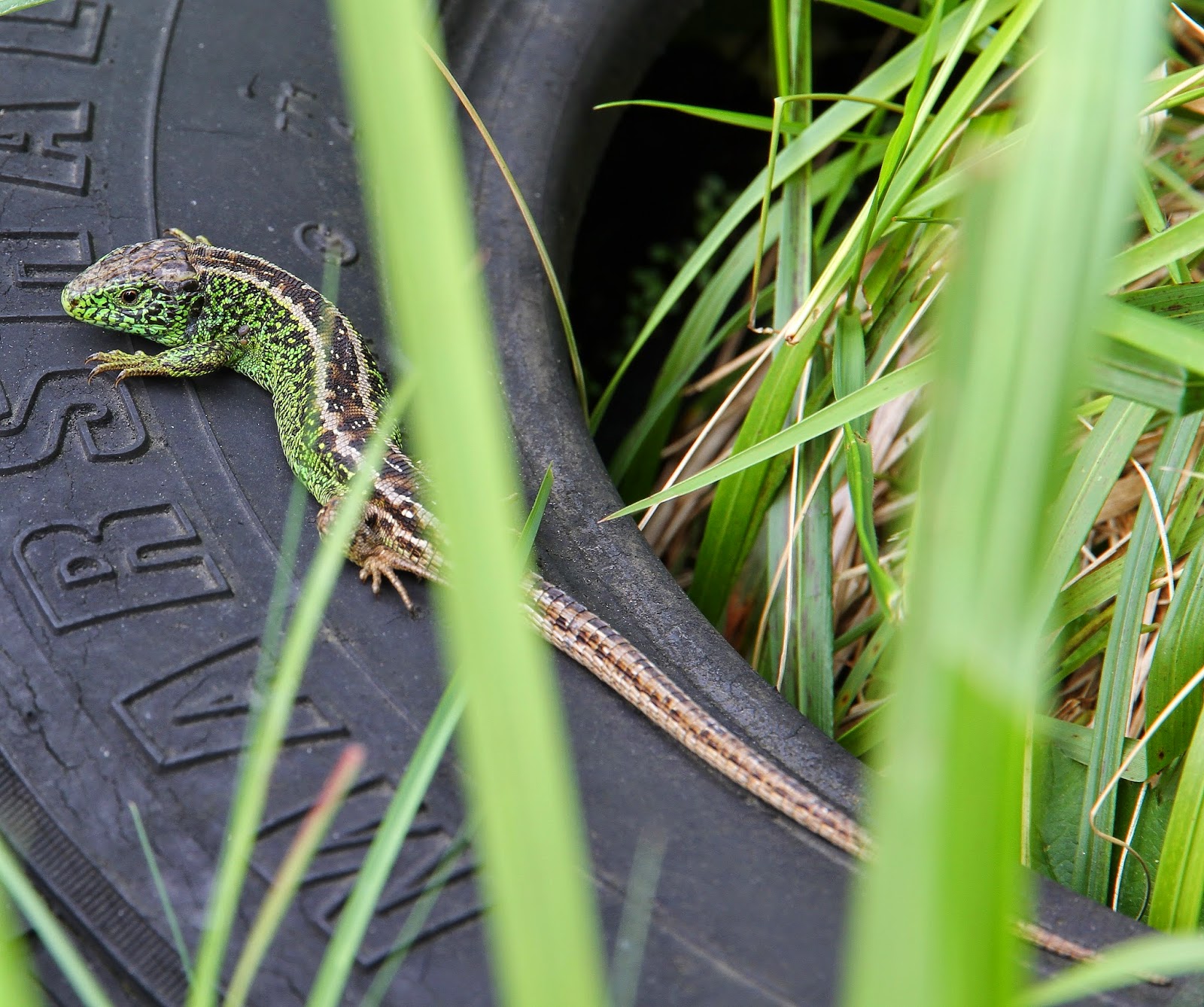 Birding Poole Harbour & Beyond: 10 June 14 - Sand Lizards