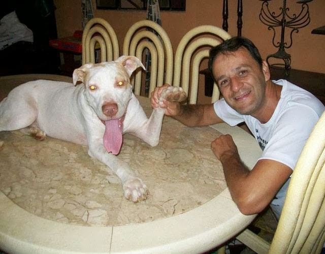 Amazing dog rescue (35 pics) | Amazing Creatures