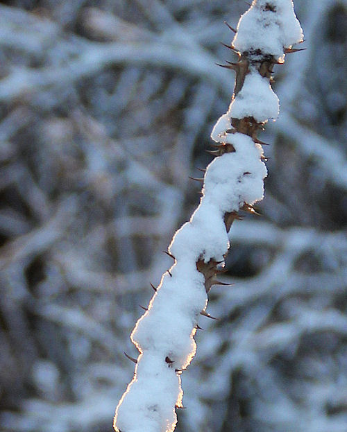 Unelmia ruusuista: Terminen talvi on alkanut - pohdintaa ...