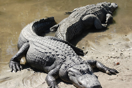 Reptiles World - Snakes, lizards, Crocodiles, Alligators, Turtles ...