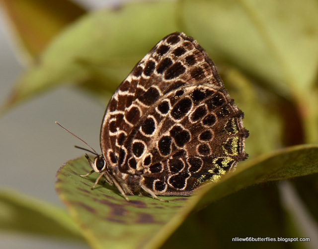 The Forested Path (and Beyond): BUTTERFLIES of RAUB: The Golden Spotted ...