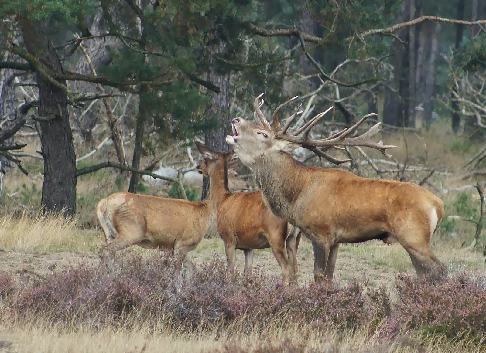AMSTERDAMSE WATERLEIDINGDUINEN AWD: Vechtende Edelherten