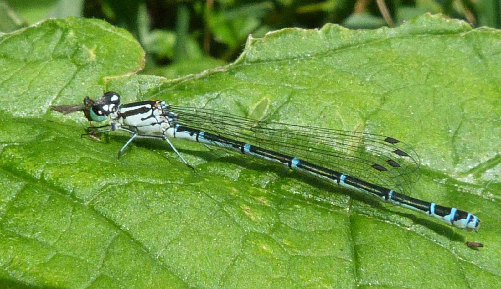 Insects of Scotland: Dragonflies/Damselflies