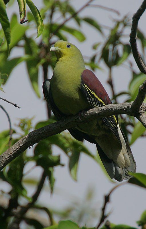Sri Lankan Endemic Birds: Pita Rathu Batagoya - Sri Lankan Green Pigeon ...