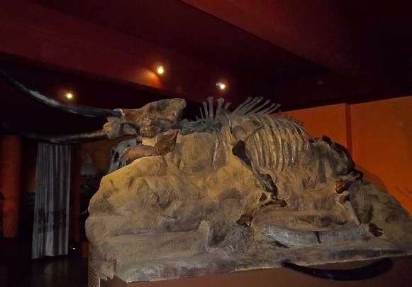 Noticias de Paleontologia: Notiomastodon platensis, el elefante ...