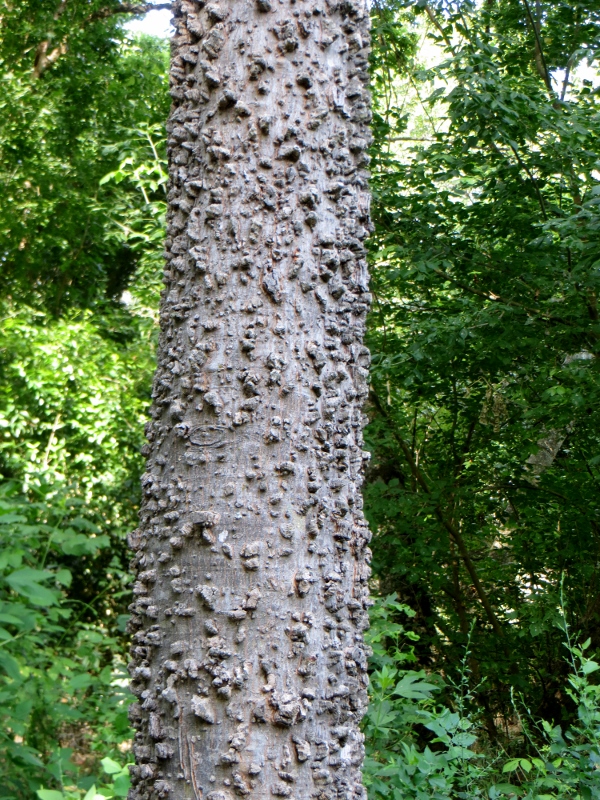 Travel Bug: Grumble, grumble - Sun., July 27