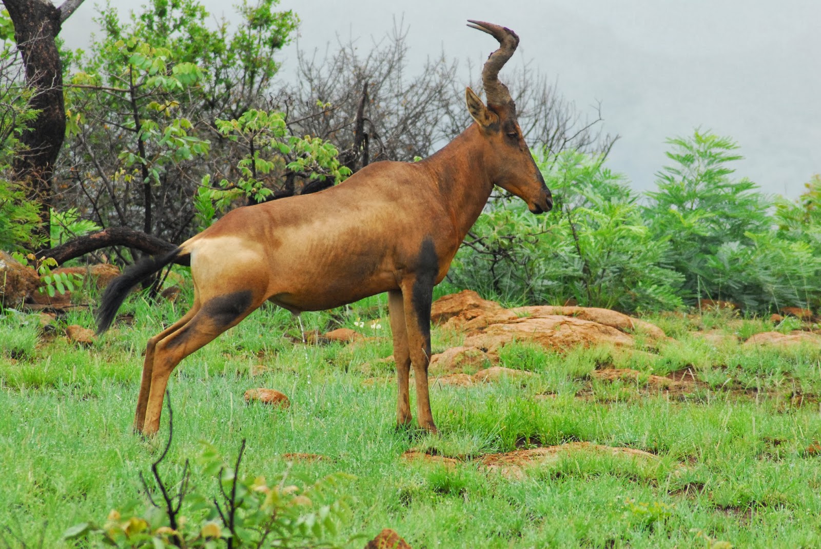 The Great Wildebeest Migration: Boxing Day Firsts