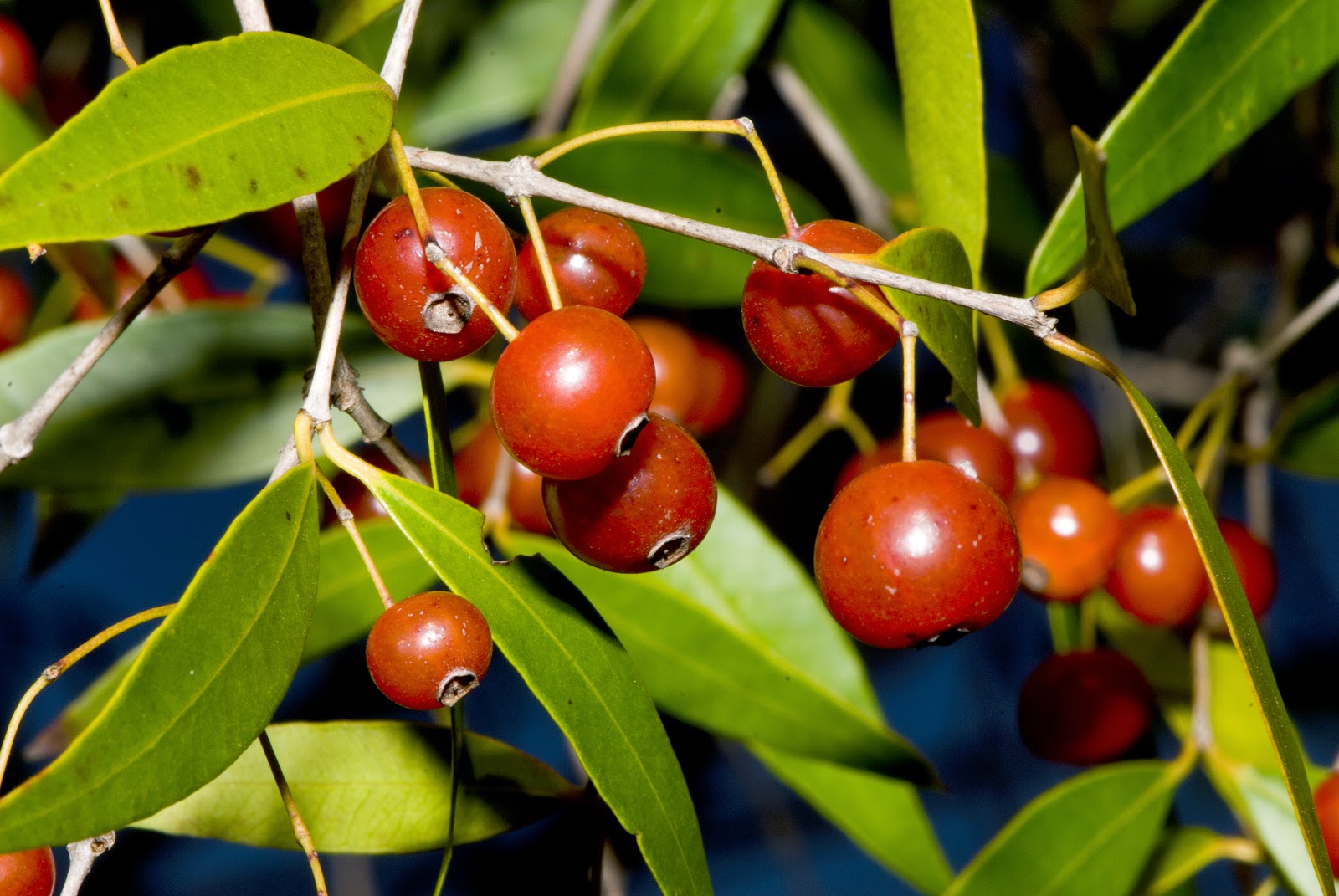 FOTOGRAFIAS DE LA FLORA AUTOCTONA DEL URUGUAY: ARRAYAN