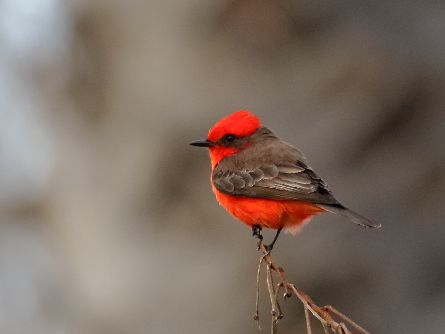 Vermilion Flycatcher at Sunset Avenue ball fields - Greg in San Diego