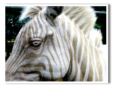 Leucistic Zebra