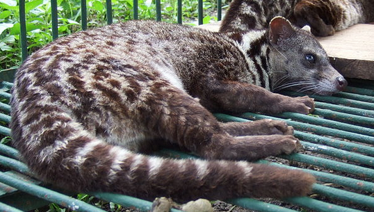 Facts of Leyte and Samar Islands, Philippines: Eastern Samar (Animal ...