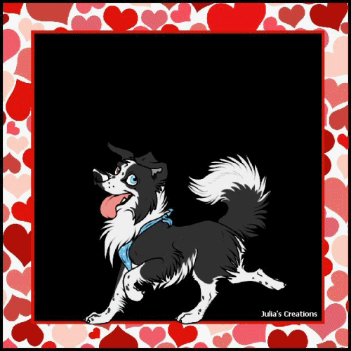 EVERYTHING you need to know about dogs: Border Collie GIFS