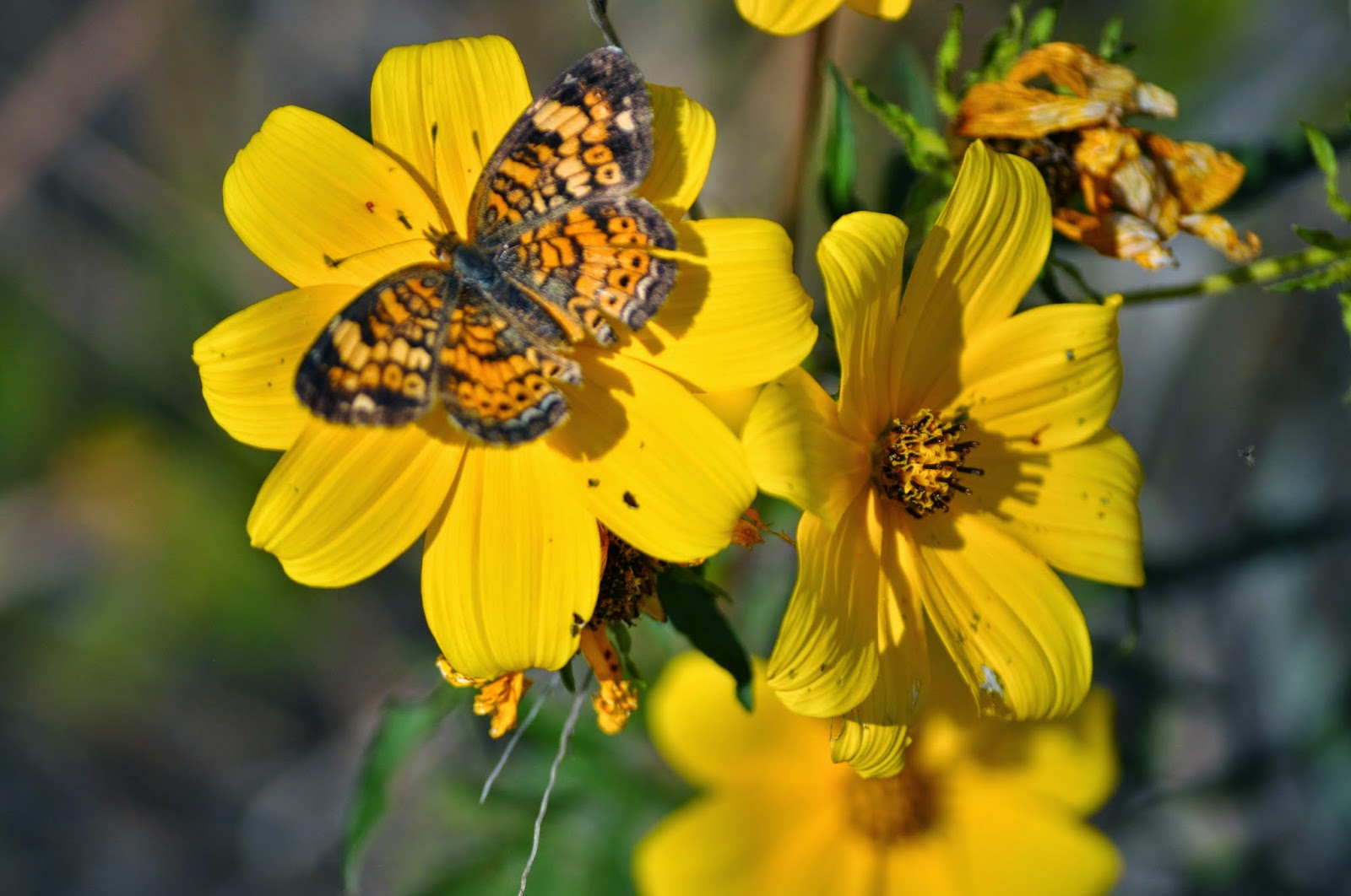 kansas wildflowers: Compass Plant and Silvery Checkerspot