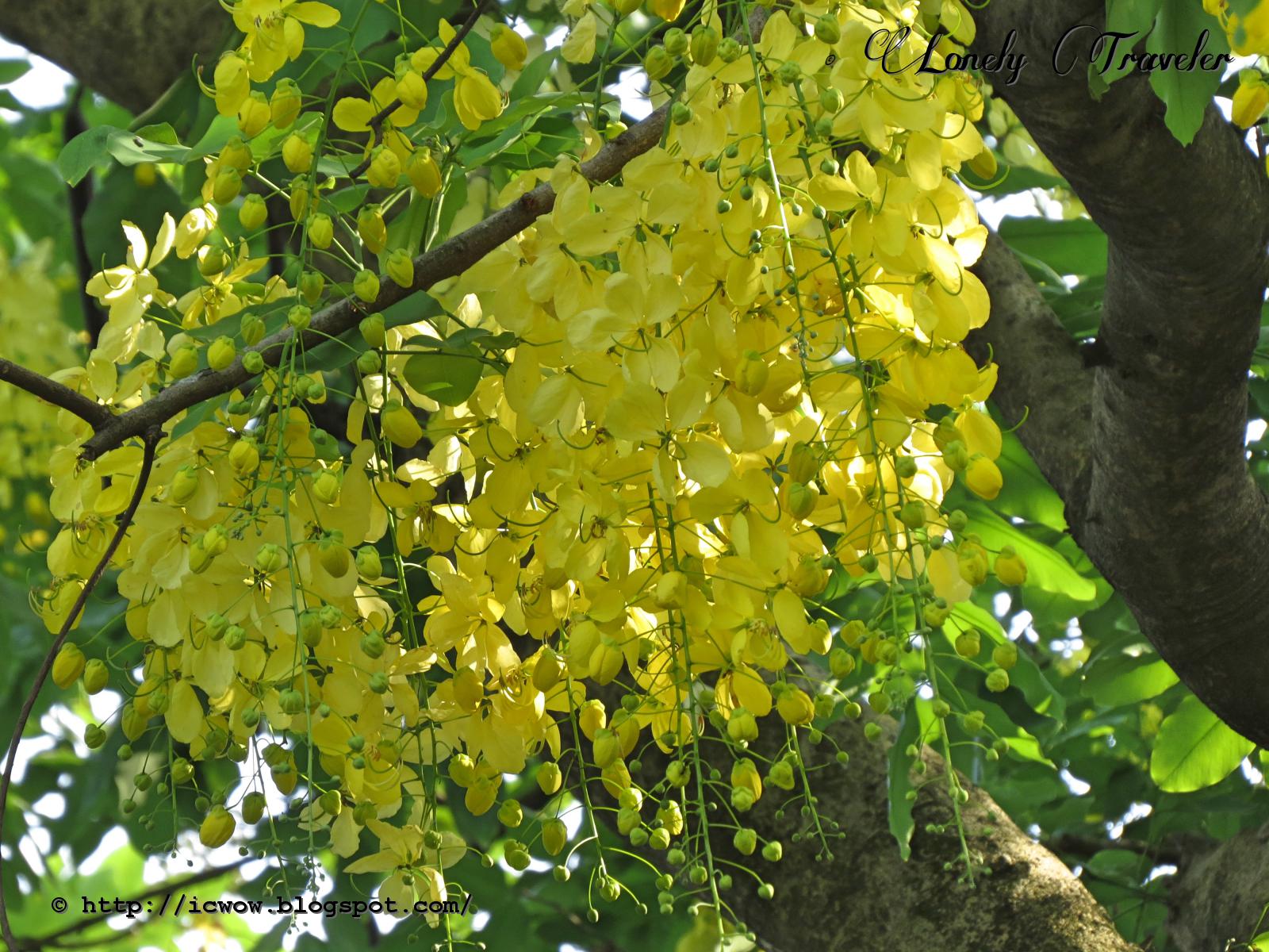 Golden shower - Cassia fistula