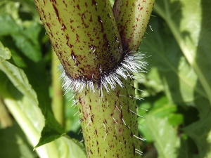 HOW TO RECOGNISE GIANT HOGWEED |The Garden of Eaden
